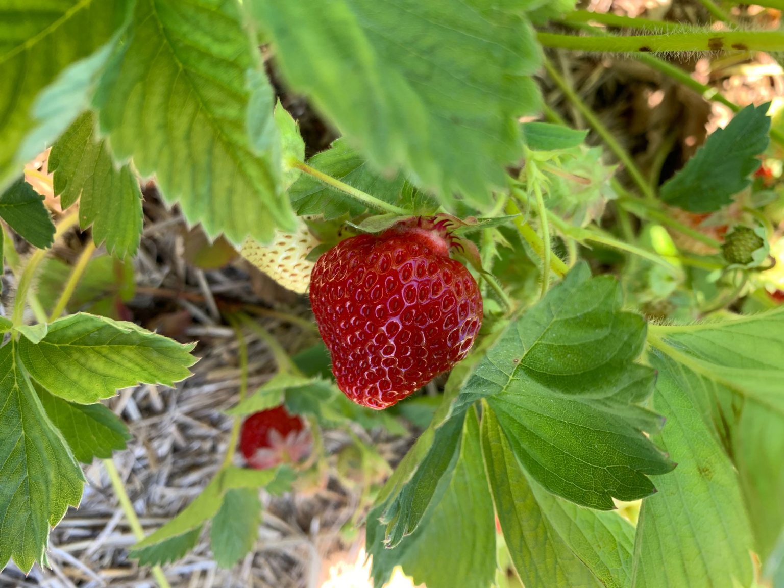 Strawberries /quart - Robintide Farms